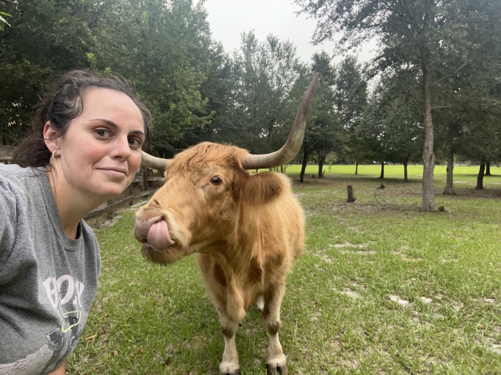 Just a Cow – Whispering Oaks Miniature Ranch