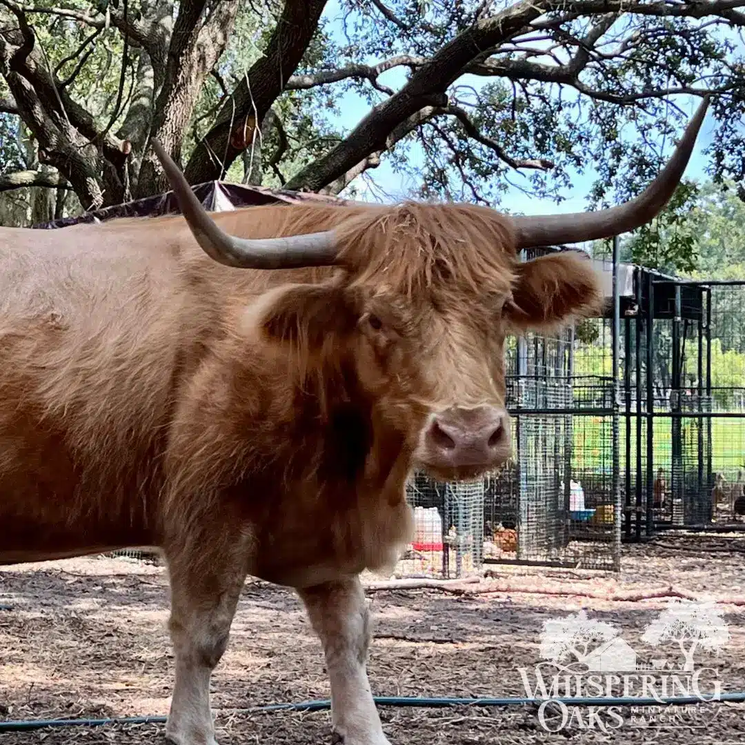 Momma - miniature cows for sale