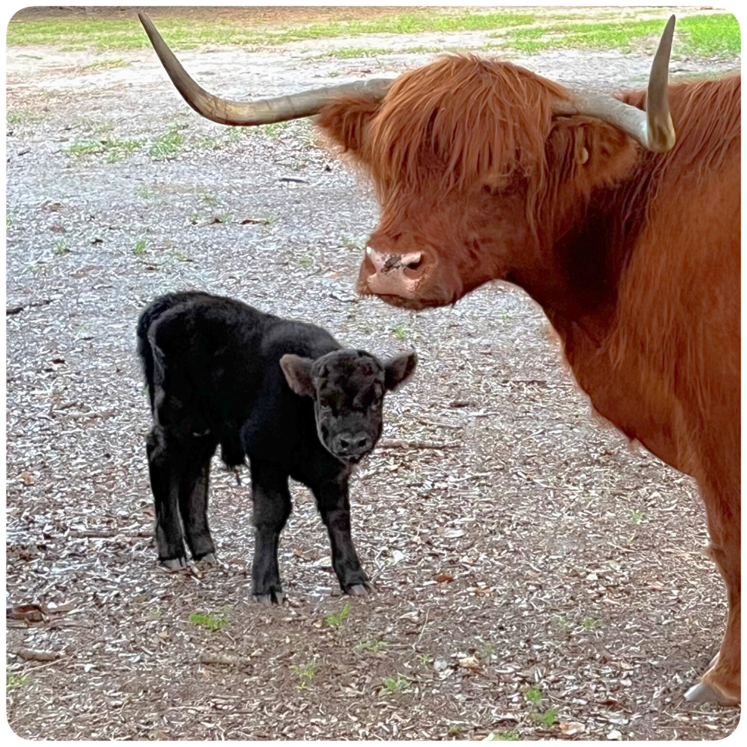 Curly - Sold - miniature cows for sale