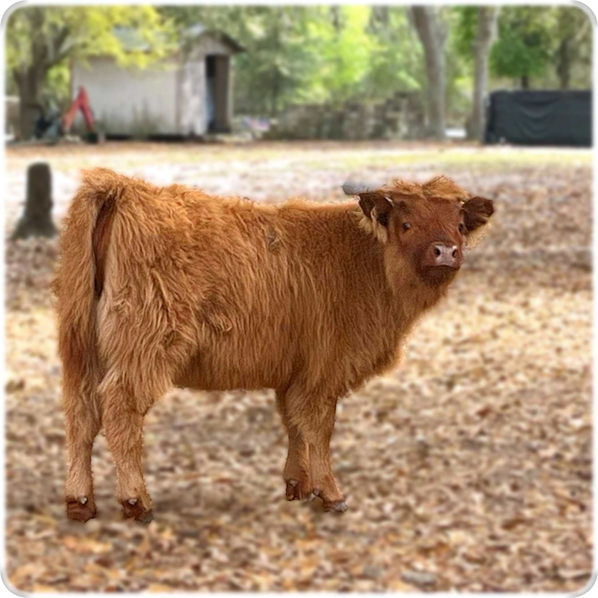 Miniature Highland Heifer