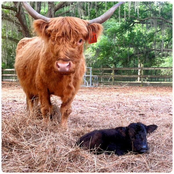 Miniature Highland Bull