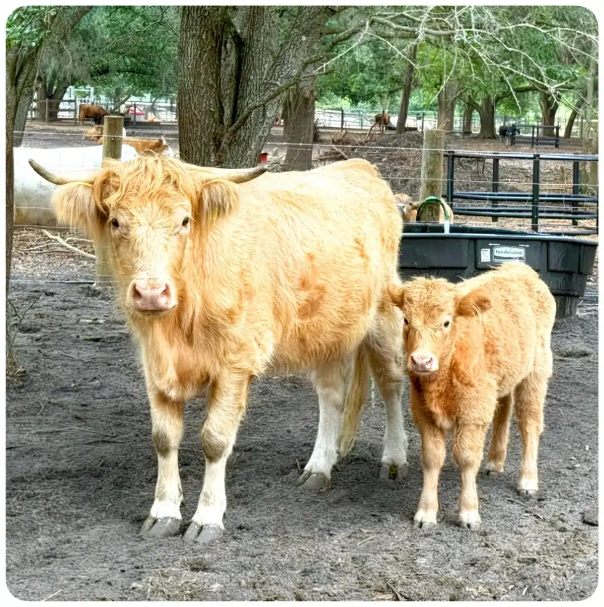 Sunshine – Pregnant Yellow Highland for Sale in Florida