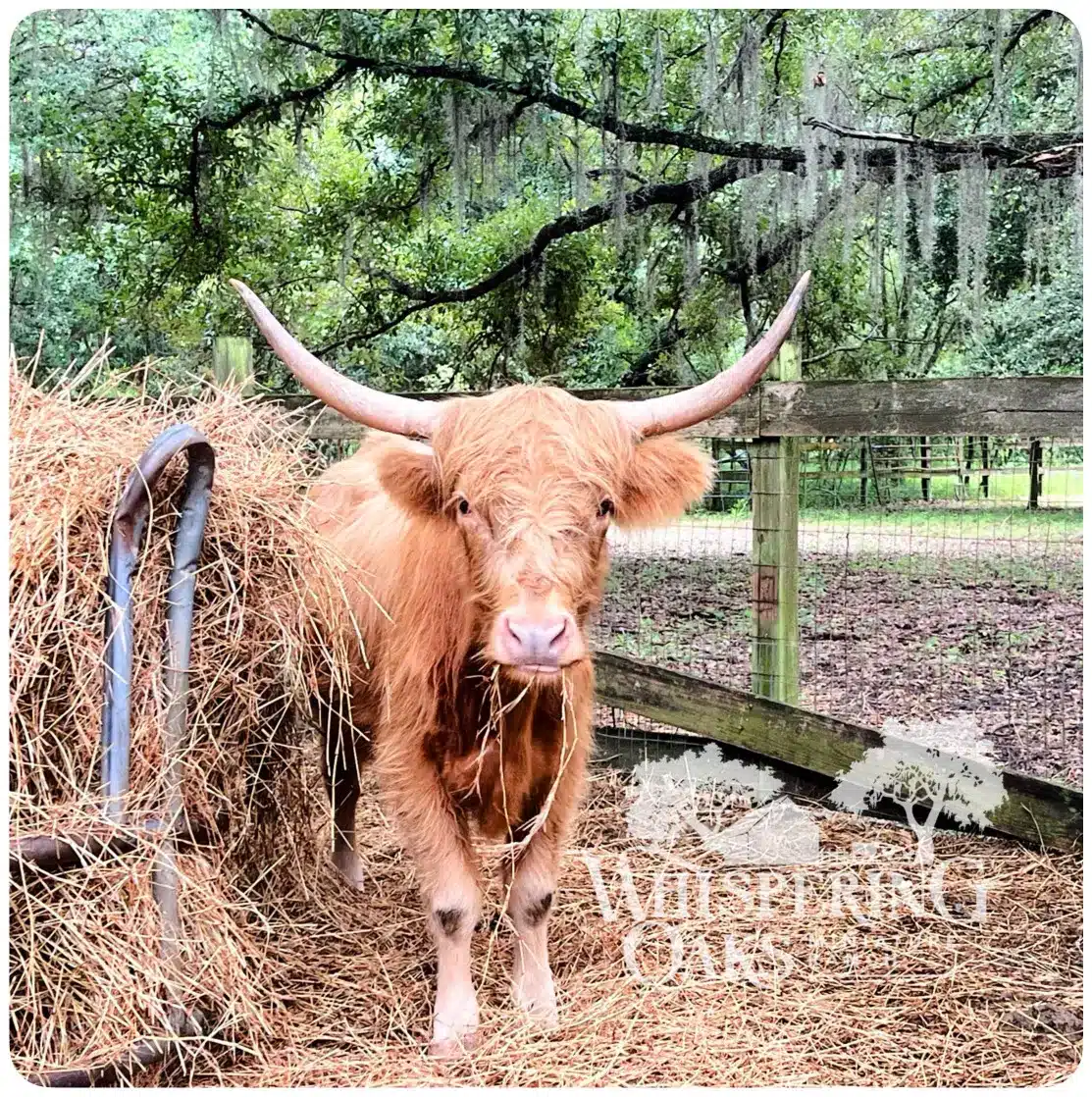 Valerie - Yellow Miniature Highland Cow