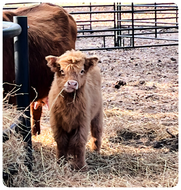 miniature highland heifer