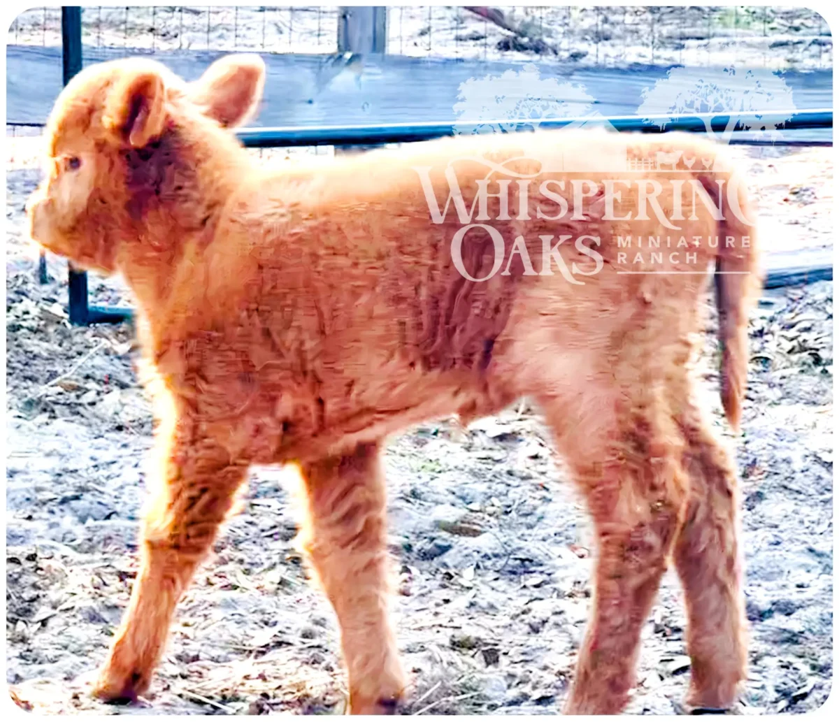 Autumn - Miniature Yellow Highland Heifer - Sold