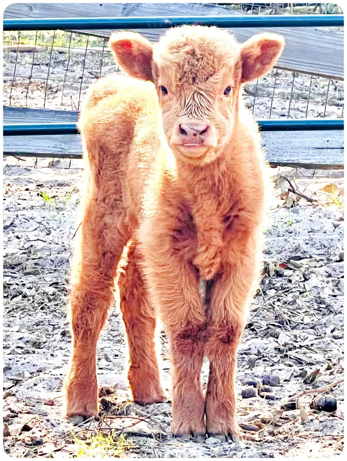 Autumn - Miniature Yellow Highland Heifer - Sold