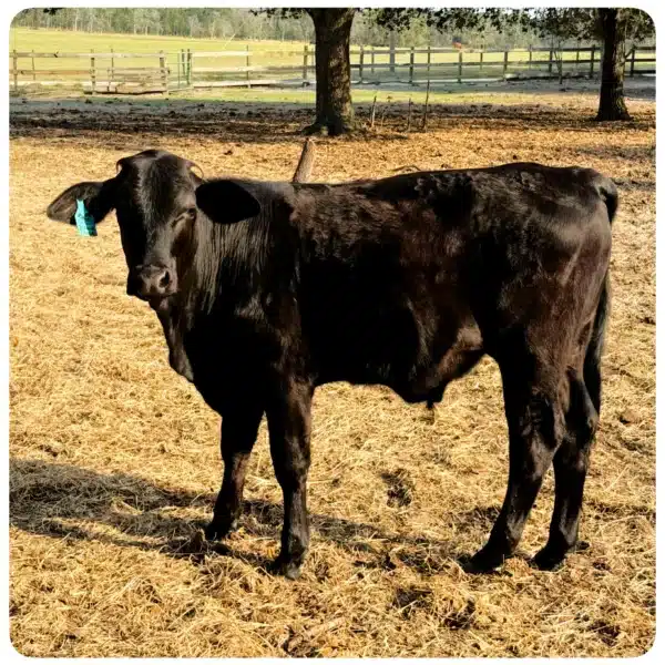 Mini Cows for Sale — Florida Ranch, Nationwide Transportation