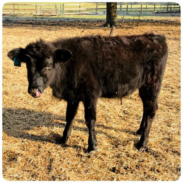 Mini Cows for Sale — Florida Ranch, Nationwide Transportation
