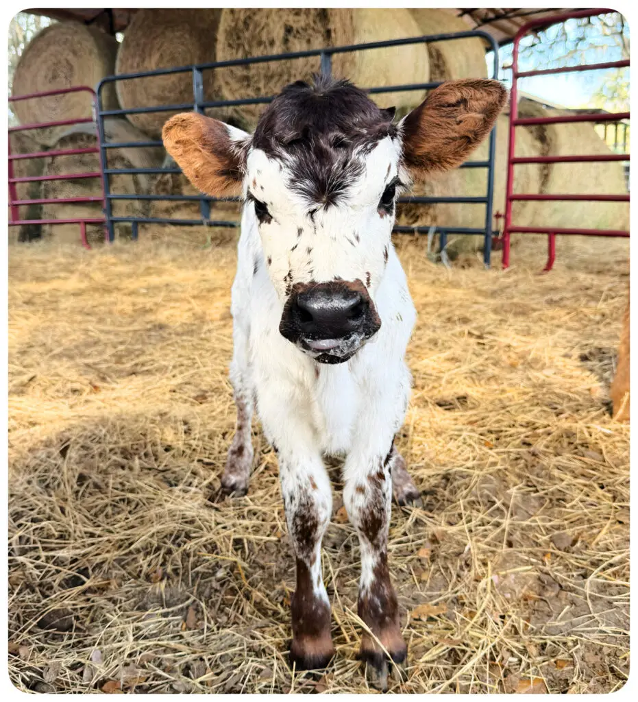 Miniature Cows for Sale: Fluffy, Friendly, and Lovable