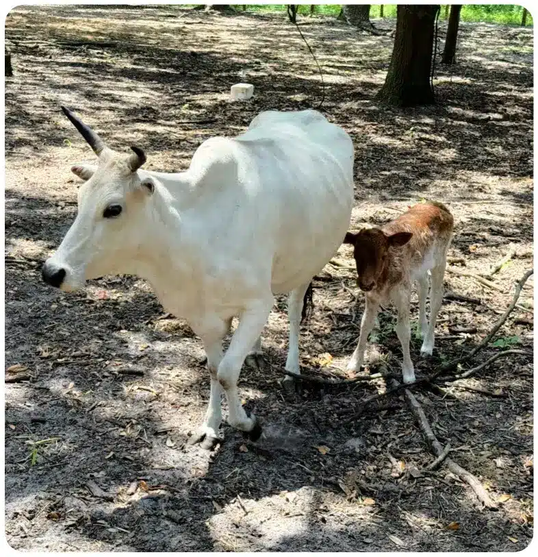 Coconut - Miniature Zebu Cow