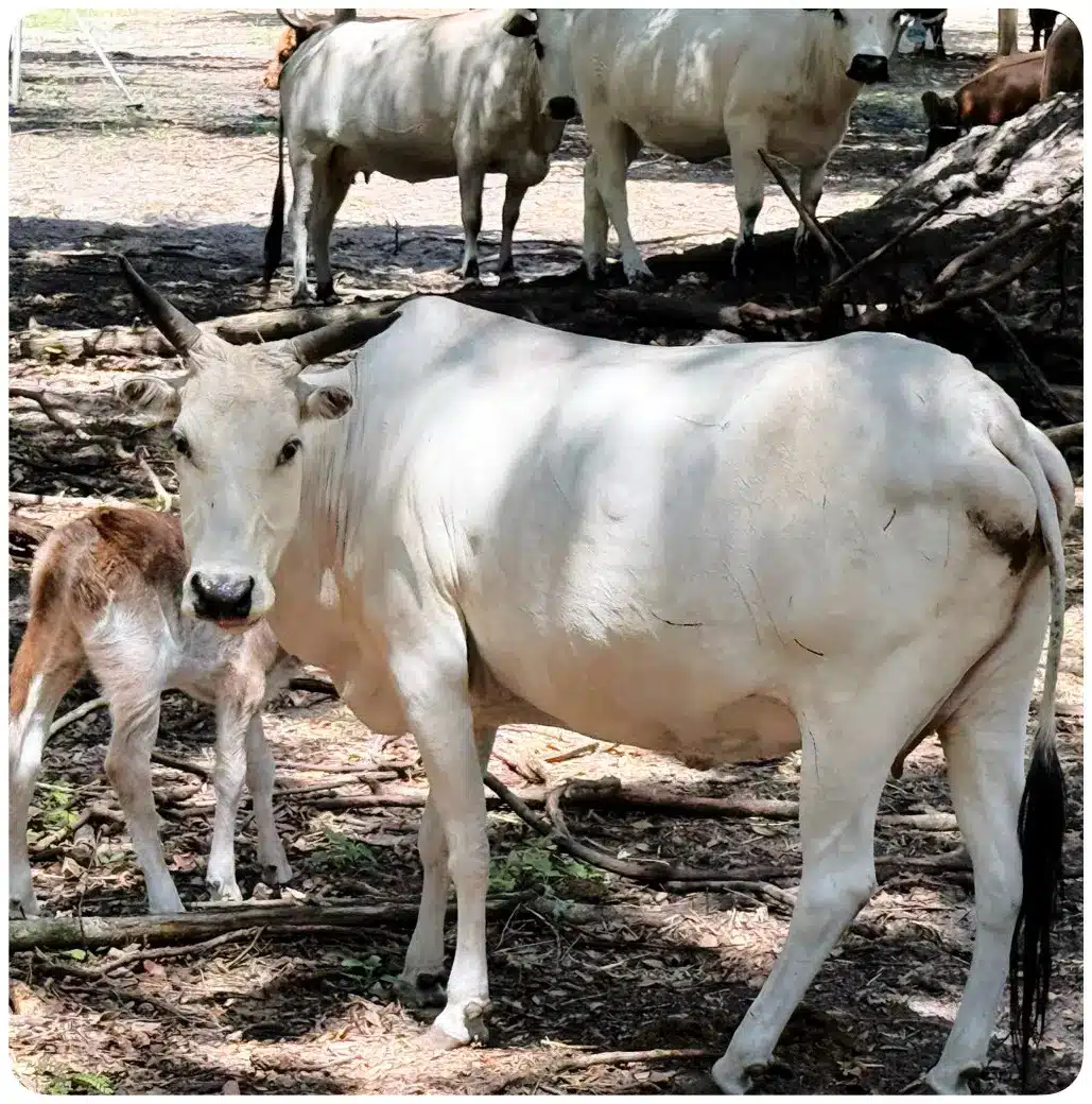 Coconut - Miniature Zebu Cow