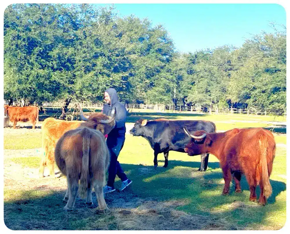 Pet Highland Cows near Orlando
