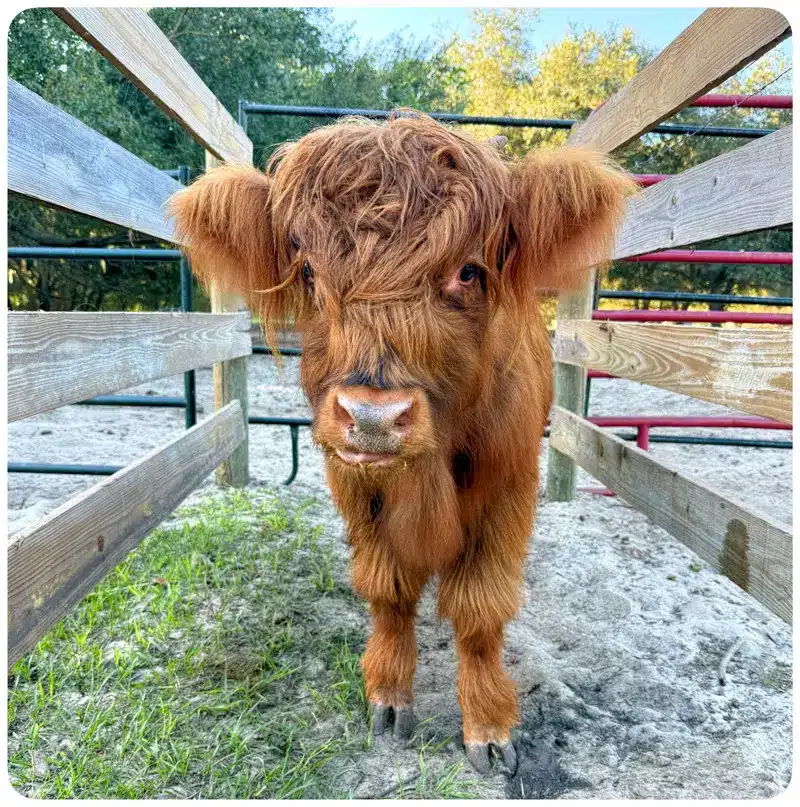Pebbles – Mini Brindle Highland Heifer for sale in Florida