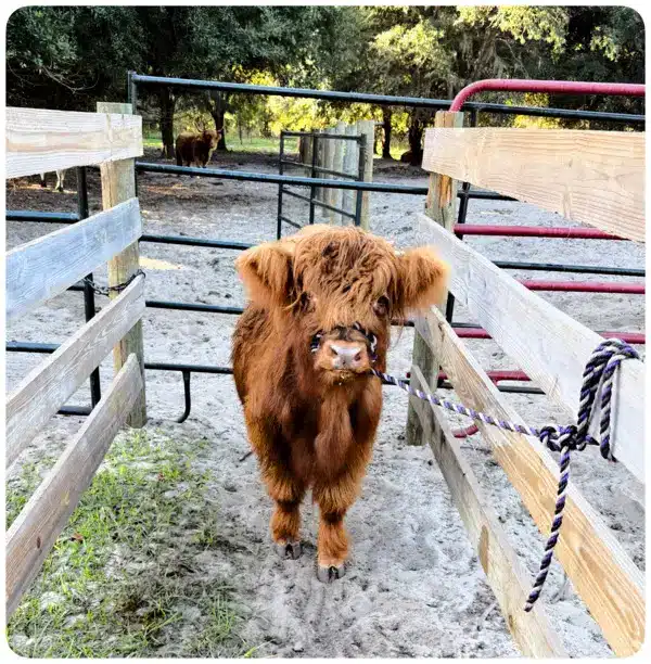Pebbles – Mini Brindle Highland Heifer for sale in Florida