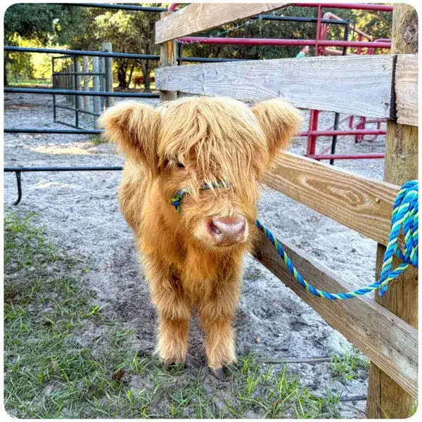 Mini Cows for Sale — Florida Ranch, Nationwide Transportation