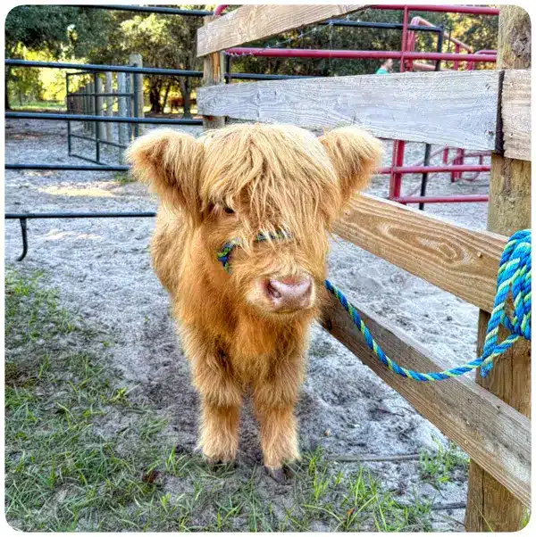 Pumpkin – Mini Yellow Highland Heifer for Sale in Florida