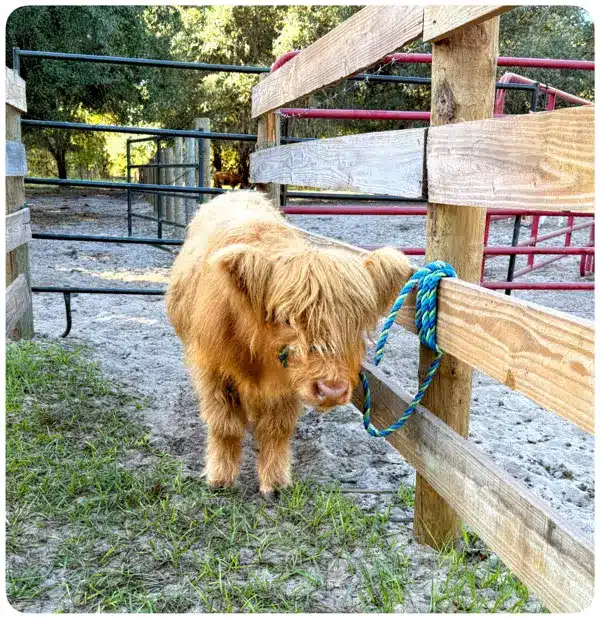 Pumpkin – Mini Yellow Highland Heifer for Sale in Florida