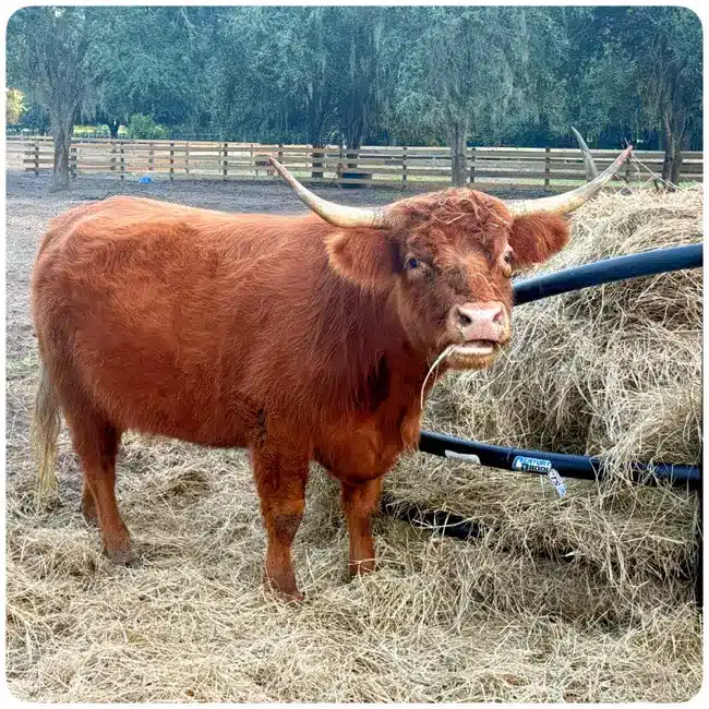 Ruby – Red Highland Cow