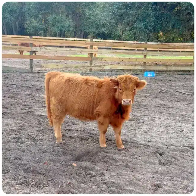 Tangerine – Miniature Mid-Sized Highland Heifer