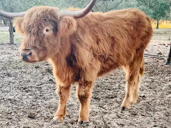 Wendy - Yellow Highland Cow