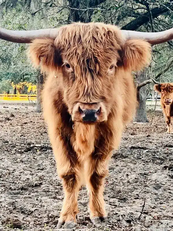Wendy - Yellow Highland Cow