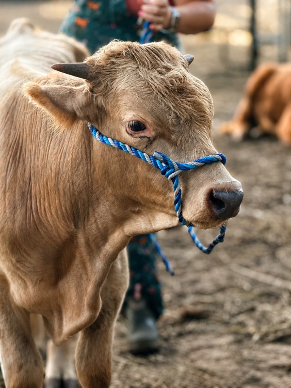 Miniature HiFord Calf – Lolo