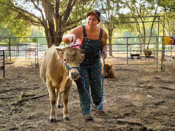 Miniature HiFord Calf – Lolo